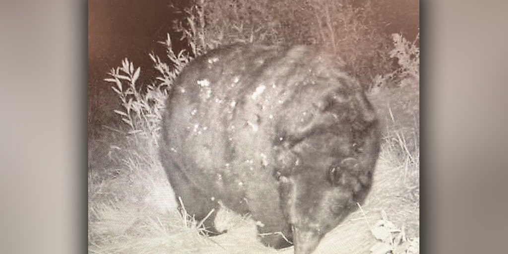 VIDEO: Colossal Colorado bear raises eyebrows (and appetites) | Fox Weather