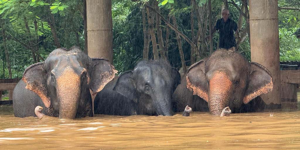 Heard of elephants evacuated from flooded sanctuary in Thailand | Fox ...