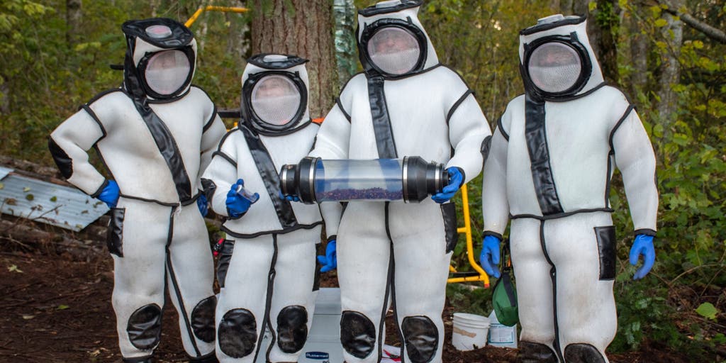 'Murder hornets' declared eradicated in US, officials say | Fox Weather