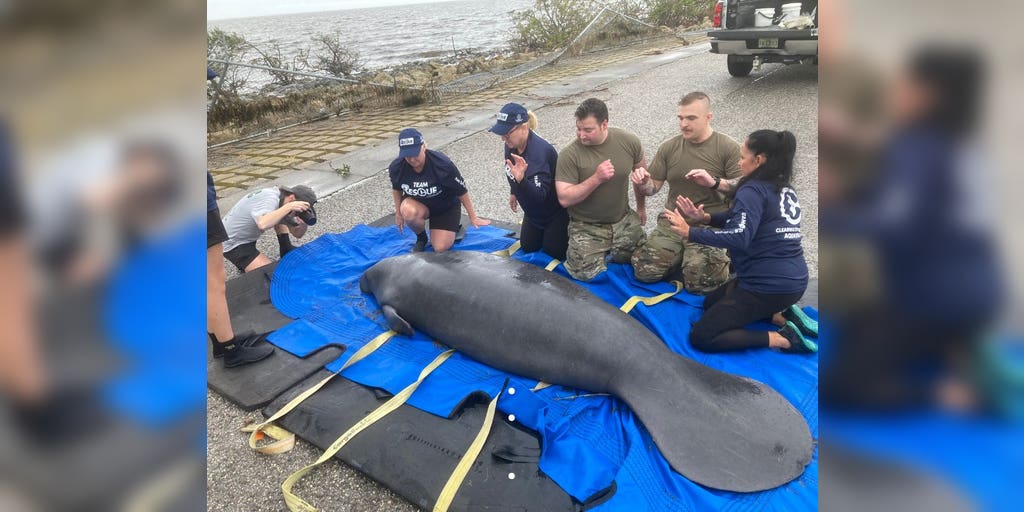 Florida manatees stranded by Helene saved and relocated to water | Fox ...