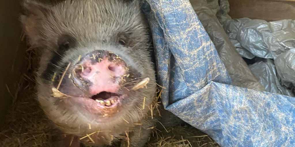 Animal rescue organizations support each other after Hurricane Helene ...