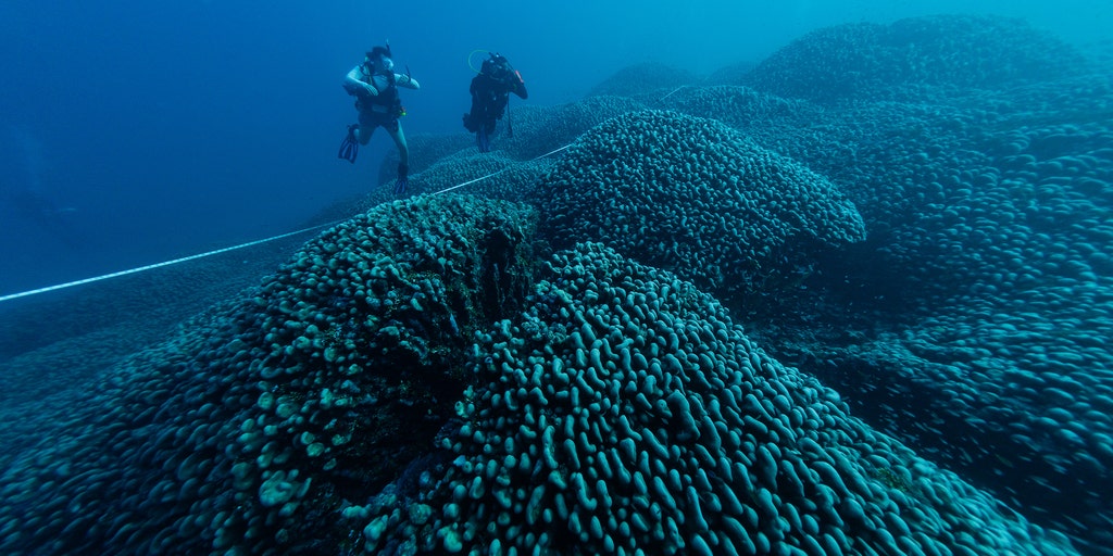 Record-breaking mega coral visible from space is possibly 300 years old ...