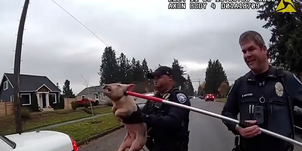 VIDEO: Officers chase 'non-compliant' pig in Tacoma, Washington | Fox ...