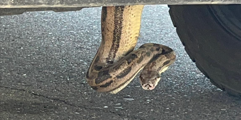 Arizona man finds boa constrictor slithering from truck | Fox Weather