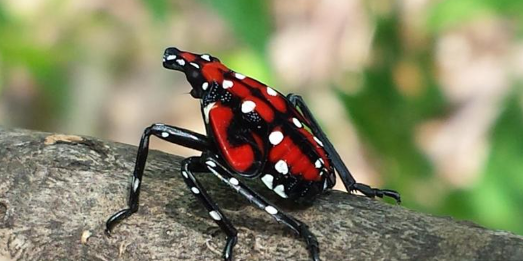 Invasive species spotted for first time in Georgia | Fox Weather