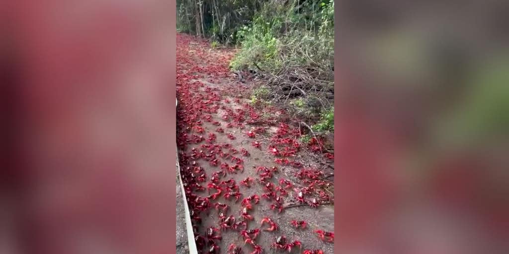 VIDEO: Millions of red crabs migrate on Christmas Island | Fox Weather