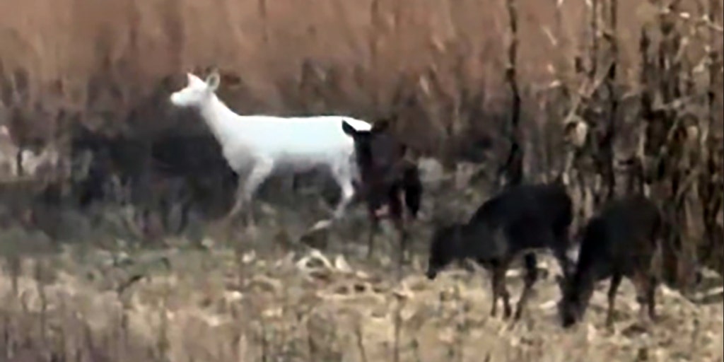 VIDEO: Rare albino deer spotted in Wisconsin at start of hunting season ...