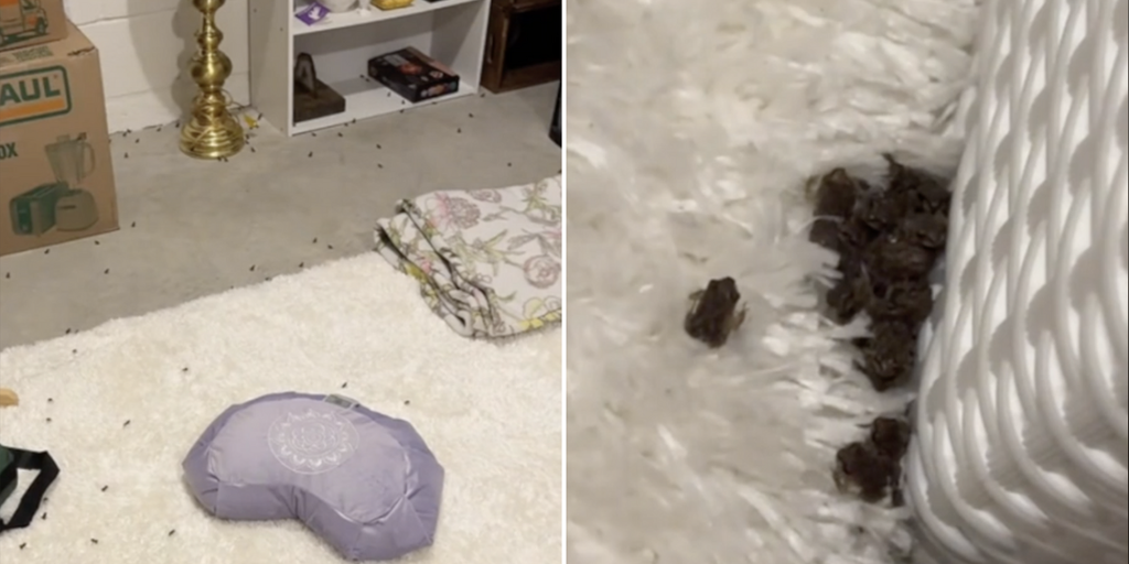 VIDEO: Hundreds of tiny frogs take over newly moved Florida woman's ...