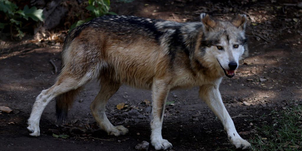 $100k offered for information on death of Mexican wolf in Arizona | Fox ...