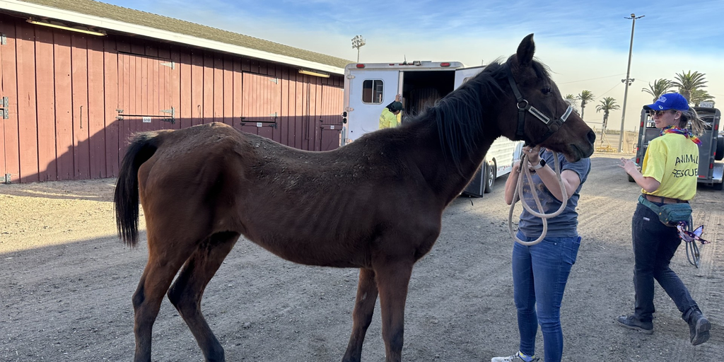 Woman helps make daring rescue of dozens of horses trapped in ...