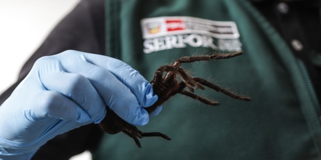 Man caught in airport with hundreds of tarantulas strapped to his body ...