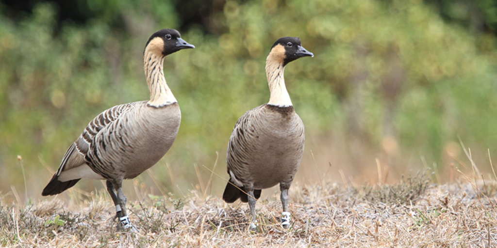 Closures on Kilauea volcano announced to protect state bird of Hawaii ...