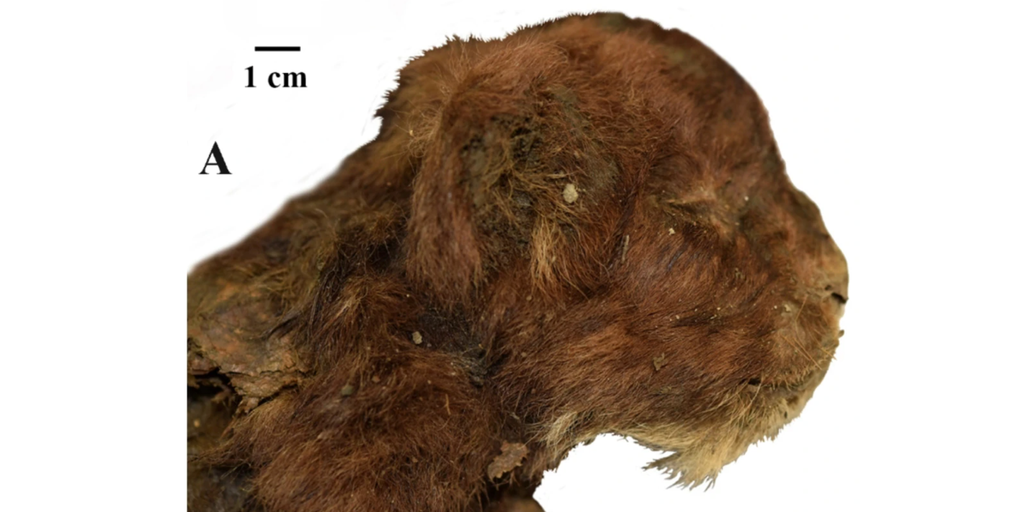 Frozen mummy of 35,000-year-old sabre-toothed cub found in Siberia ...
