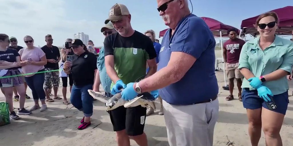 Endangered sea turtle returned to warm Gulf waters after 5,000-mile ...