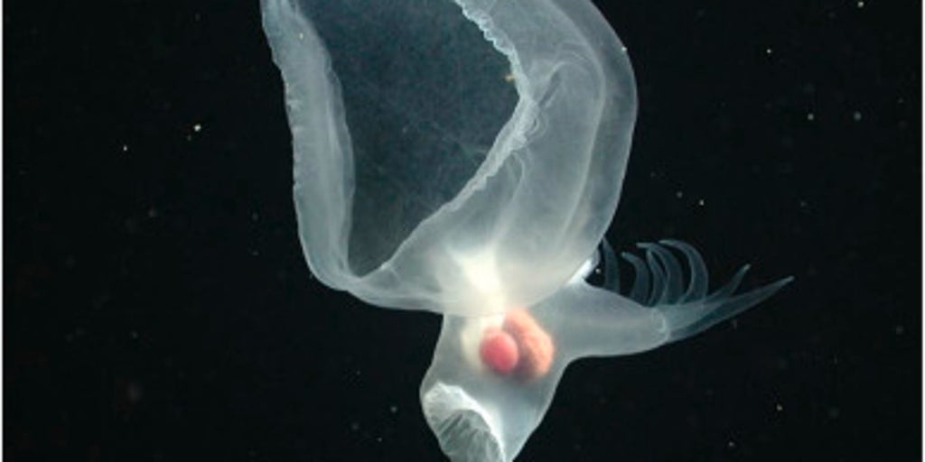 Watch: Newly identified deep sea slug glows as it glides through the ...