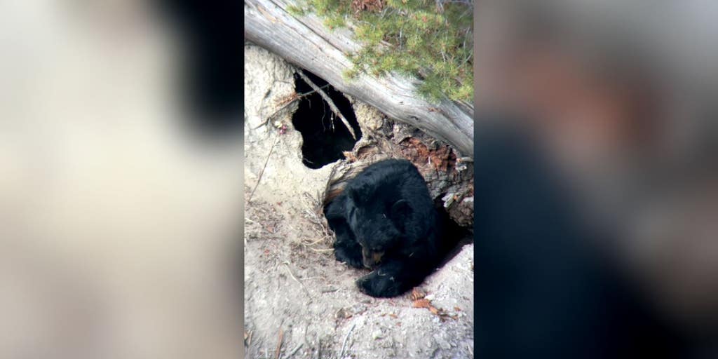 VIDEO: Black bear cozies up den for hibernation in Yellowstone National Park | Fox Weather
