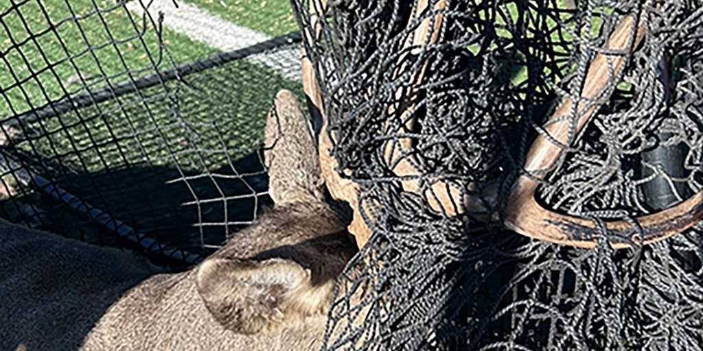 VIDEO: Deer freed after becoming tangled in Colorado high school ...