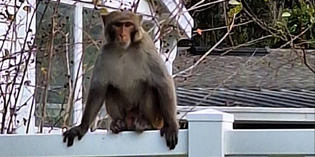 Monkey sightings in Florida town prompt police to issue dire warning ...