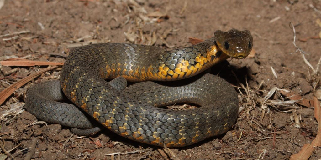 Deadly tiger snake found slithering up Australian woman's leg while driving | Fox Weather