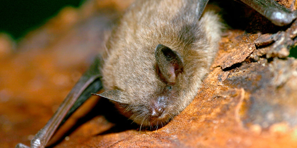 Florida mom discovers dead rabid bat among child's toys | Fox Weather