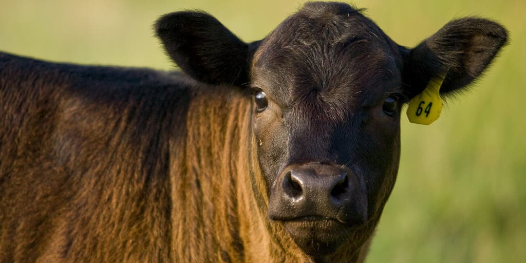 Mystery unfolds as nearly 200 heads of cattle go missing in Colorado ...