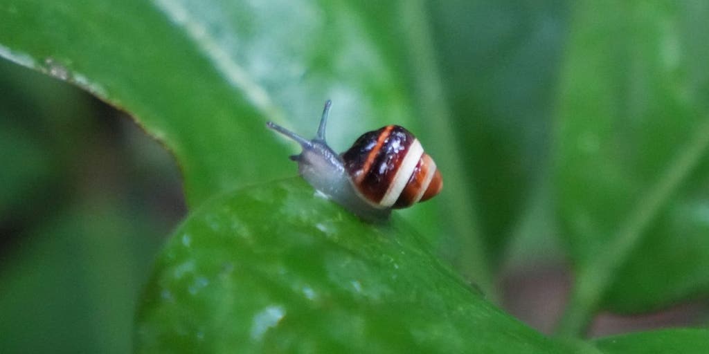 Rare Hawaiian snails return from brink of extinction, officials say ...