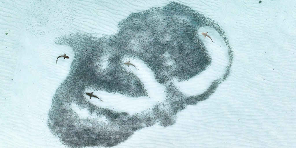 Aerial view of sharks hunting as a group wins science photography top ...