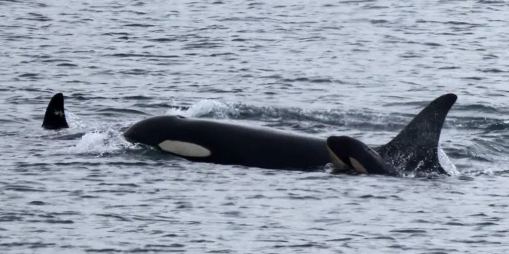 Orca who carried dead calf for 17 days in 2018 spotted with newborn ...