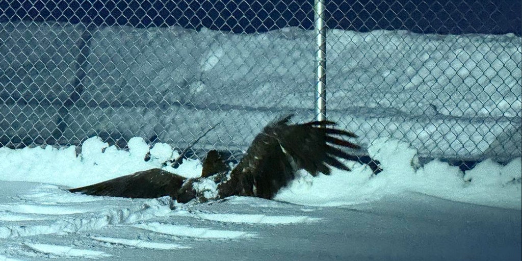 Frozen bald eagle in Alaska saved in heartwarming rescue with 'best ...
