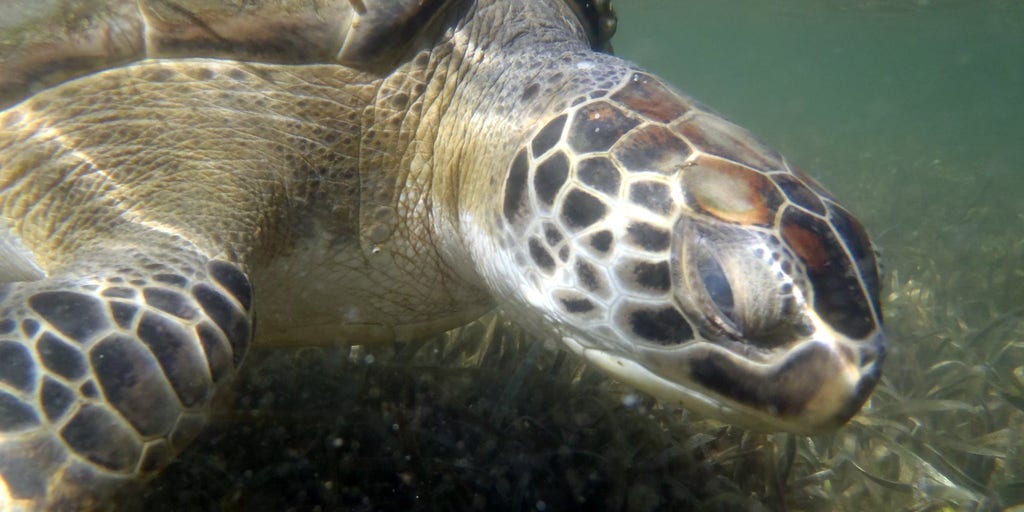Florida sea turtles saved after historic winter storm leaves them cold ...