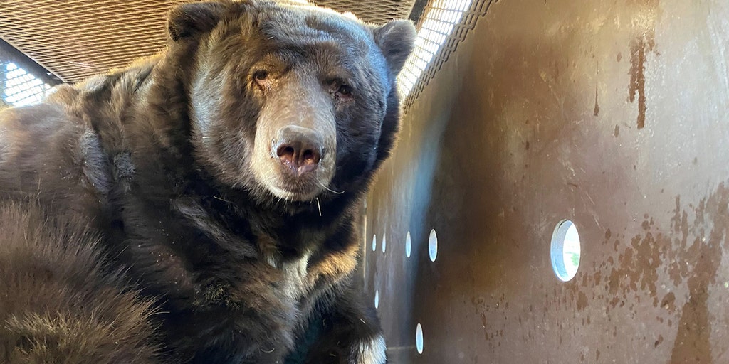 PHOTOS: Massive bear found hiding under California home after Eaton ...