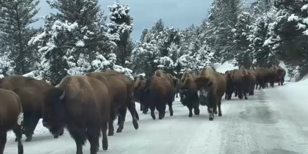 VIDEO: Herd of bison surround car in Yellowstone National Park | Fox ...
