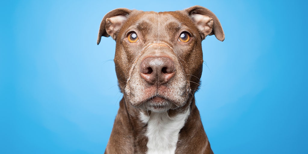 South Carolina dog found gagged in 2015 sparking global outcry dies ...