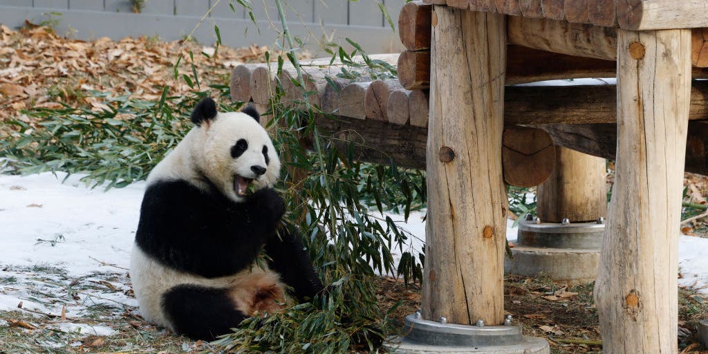 View the National Zoo’s new giant panda cam | Fox Weather