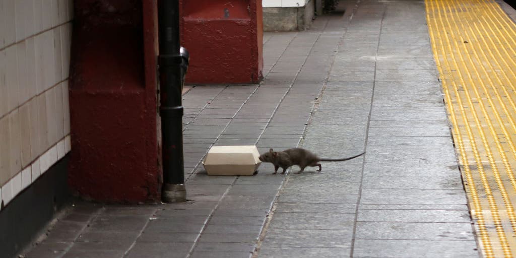 See which cities are experiencing a surge in rats due to climate change ...