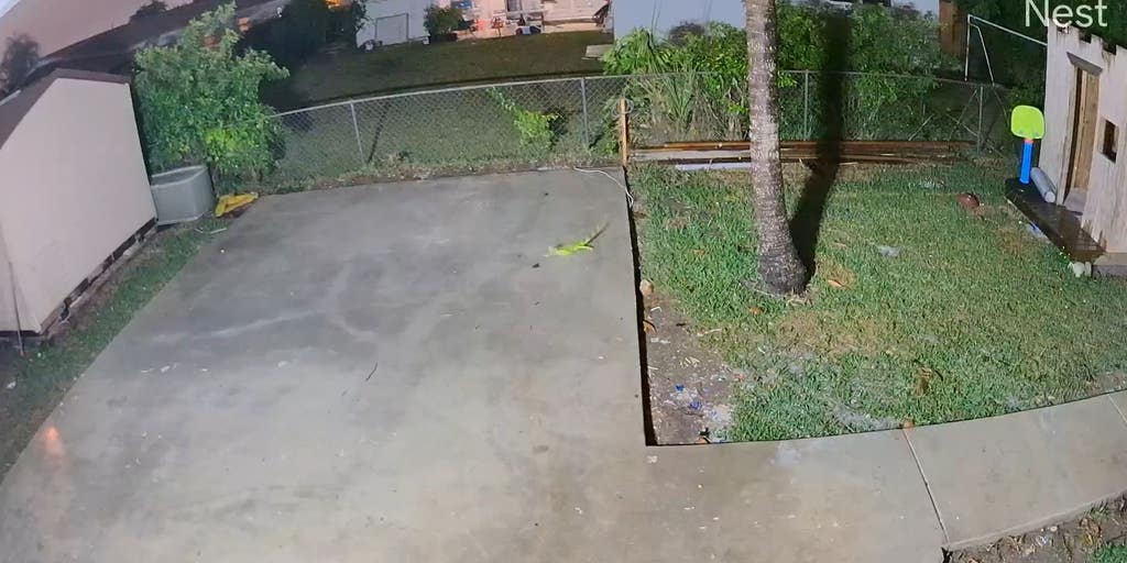 Video shows cold-stunned iguana falling from tree in Miami | Fox Weather