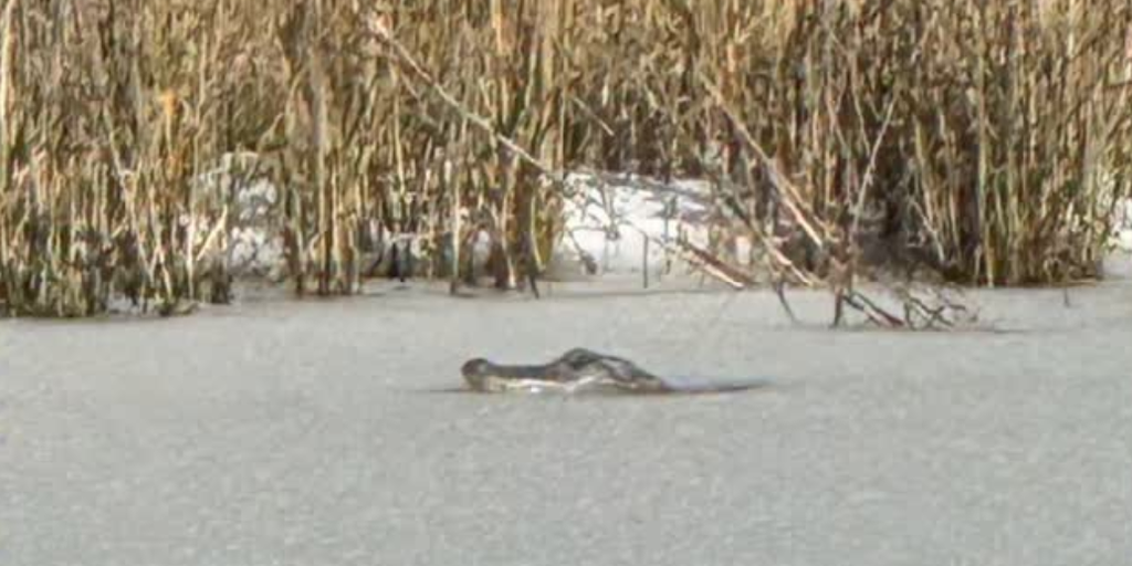 Frozen alligator spotted in South Carolina pond during rare southern ...