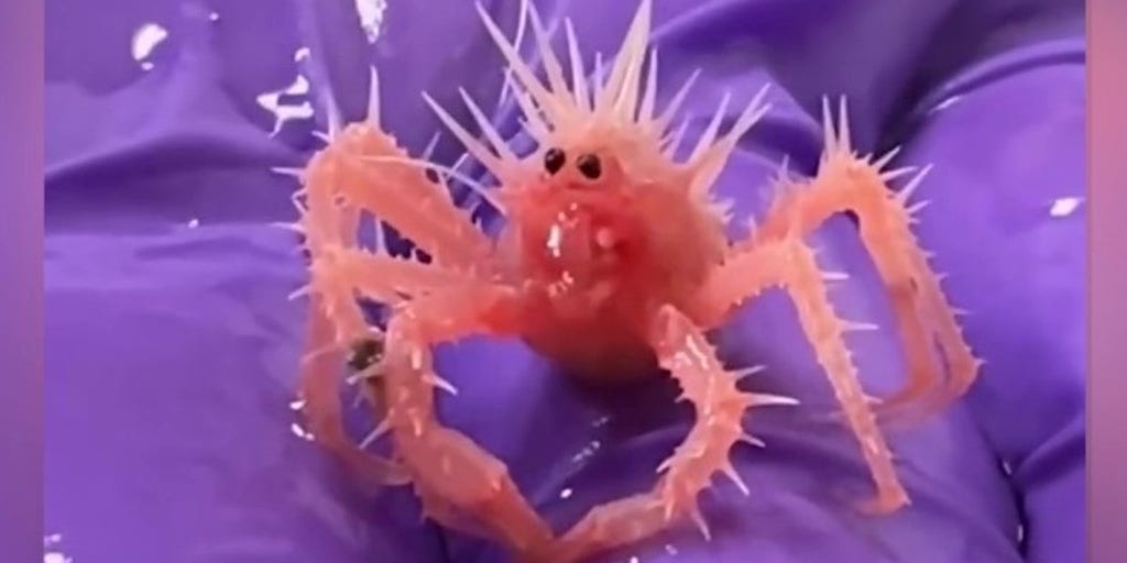 VIDEO: Pink baby king crab found in the Gulf of Mexico | Fox Weather