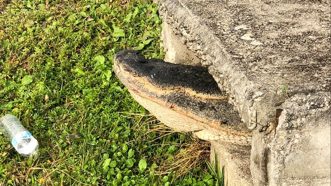 PHOTOS: Florida storm drain traps 10-foot alligator triggering urgent ...