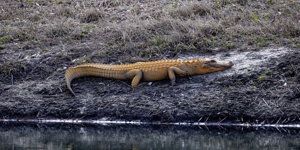 Orange alligators spotted in South Carolina | Fox Weather