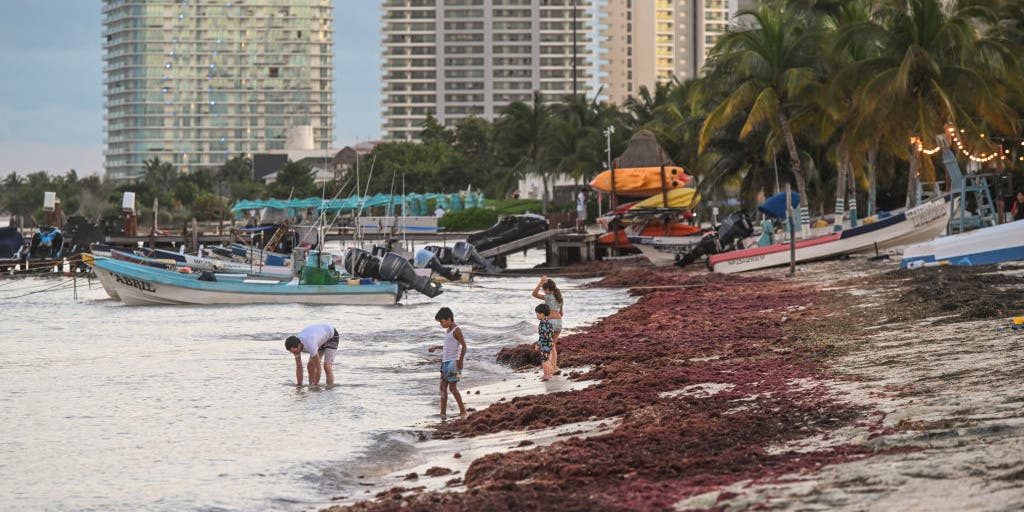 Mexico unveils plan to tackle Caribbean seaweed invasion at popular ...