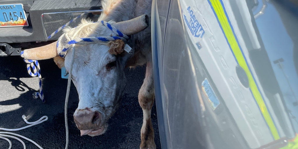 VIDEO: Loose cow captured after escapade near busy Nevada highway | Fox ...