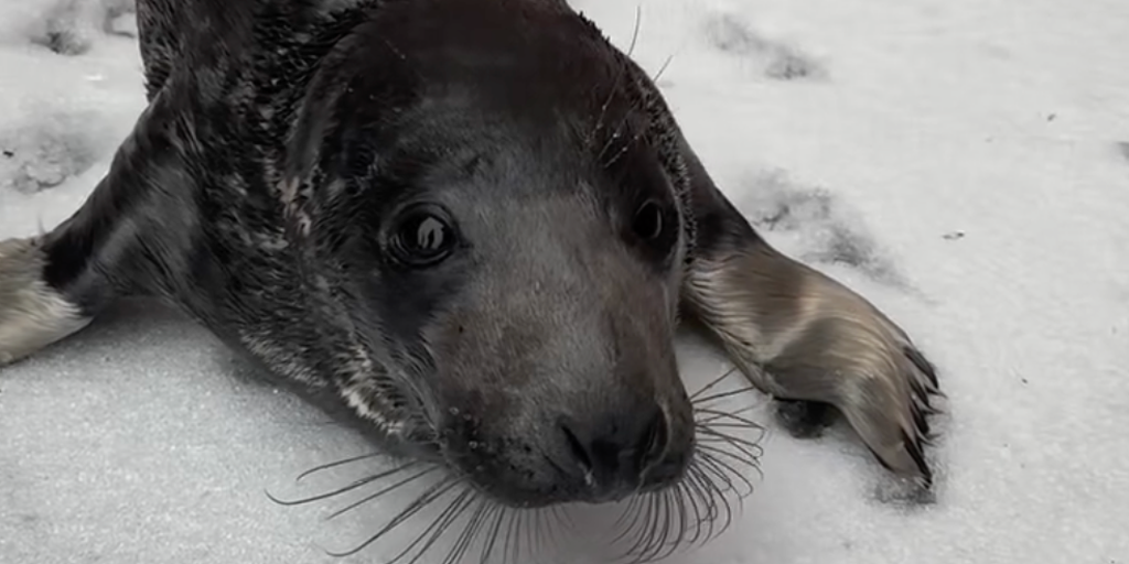 VIDEO: Connecticut police find seal pup moseying through the streets of ...