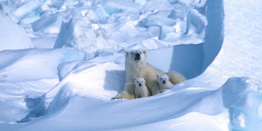 Polar bear cubs seen emerging from den in rare (extra cute) footage ...