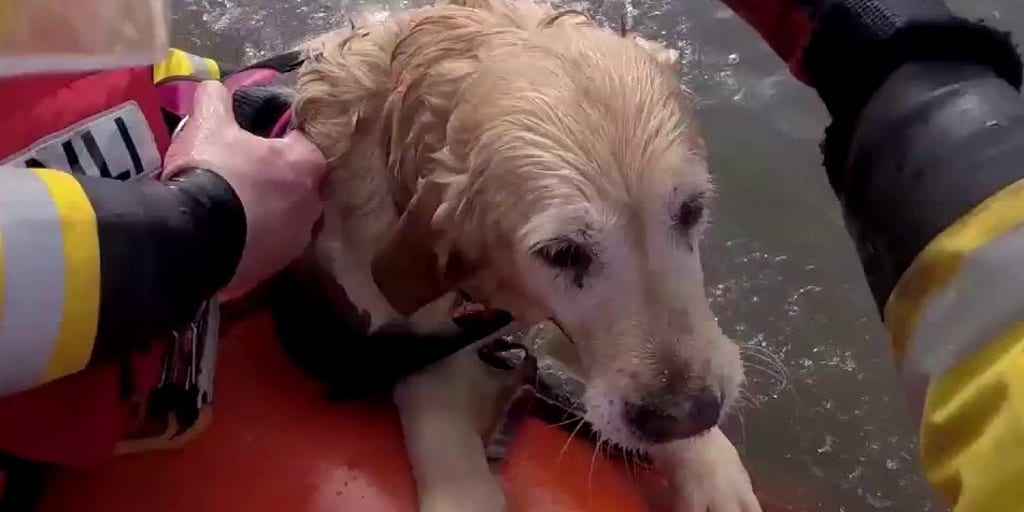 VIDEO: Boaters save dog swept out to sea off Wales coast | Fox Weather