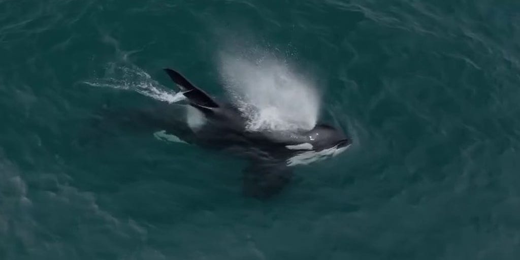 VIDEO: Drone footage shows endangered killer whales off California ...