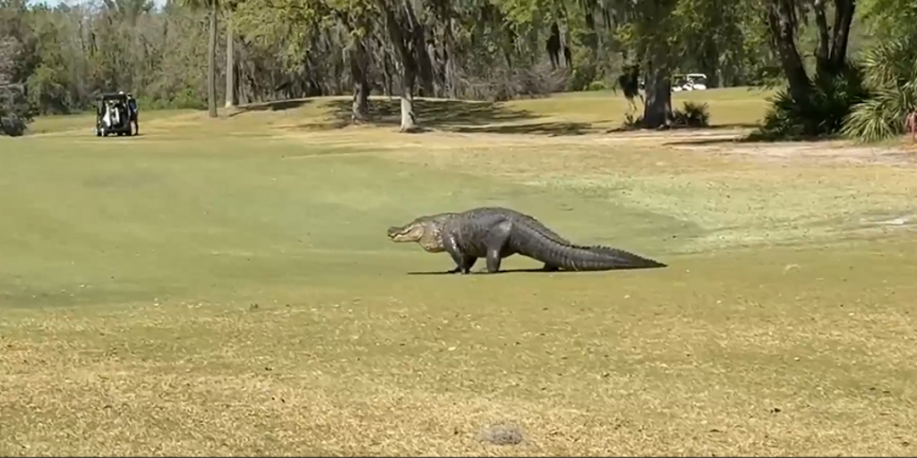 A massive alligator was seen strolling through a golf course in ...