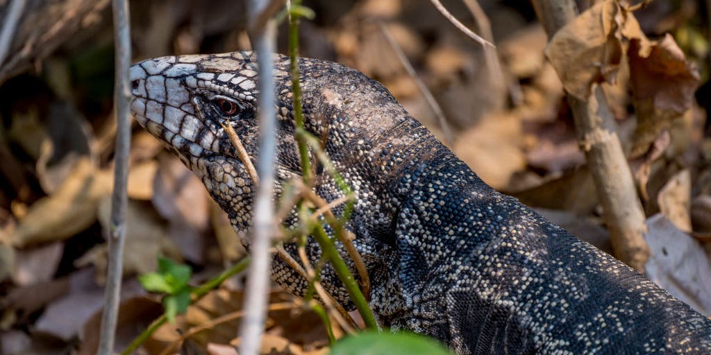Destructive invasive lizard species spreading through Florida ...
