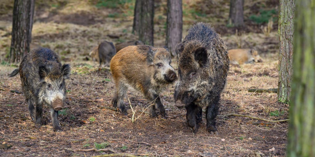 Here are 5 invasive species you can hunt, catch and cook to help your ...