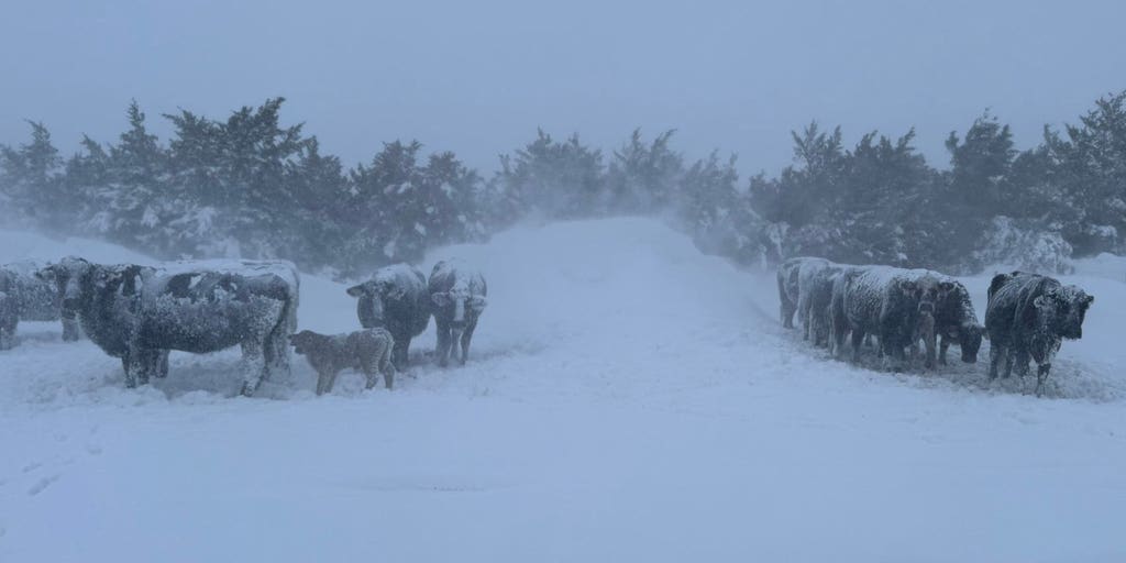 VIDEO: Snow-covered cattle endure Midwestern blizzard just hours after ...